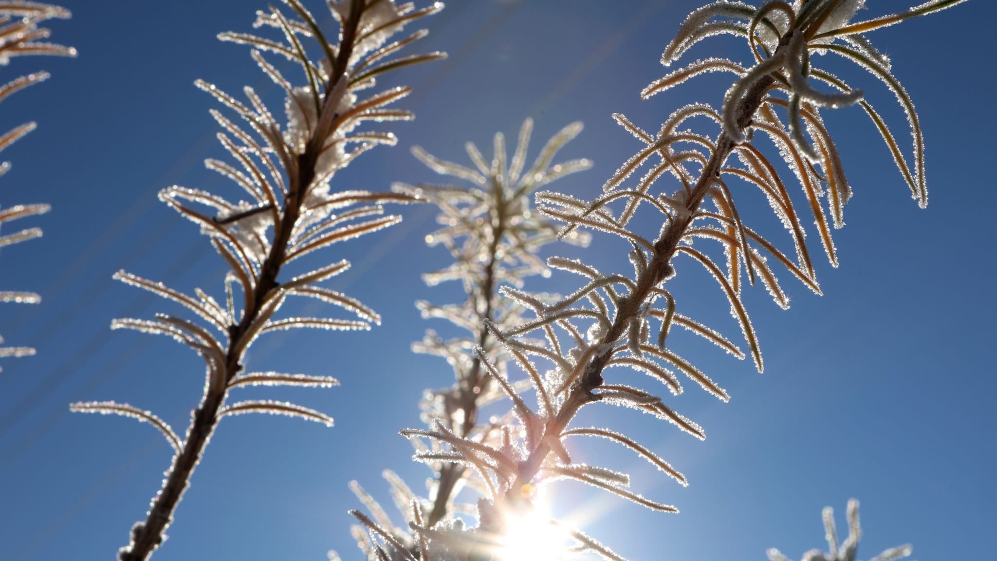 Böhmischer Wind & Frost in Sachsen: So windig und kalt wird es jetzt