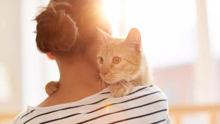 How long does a cat remember you and what does it say about feline memory
