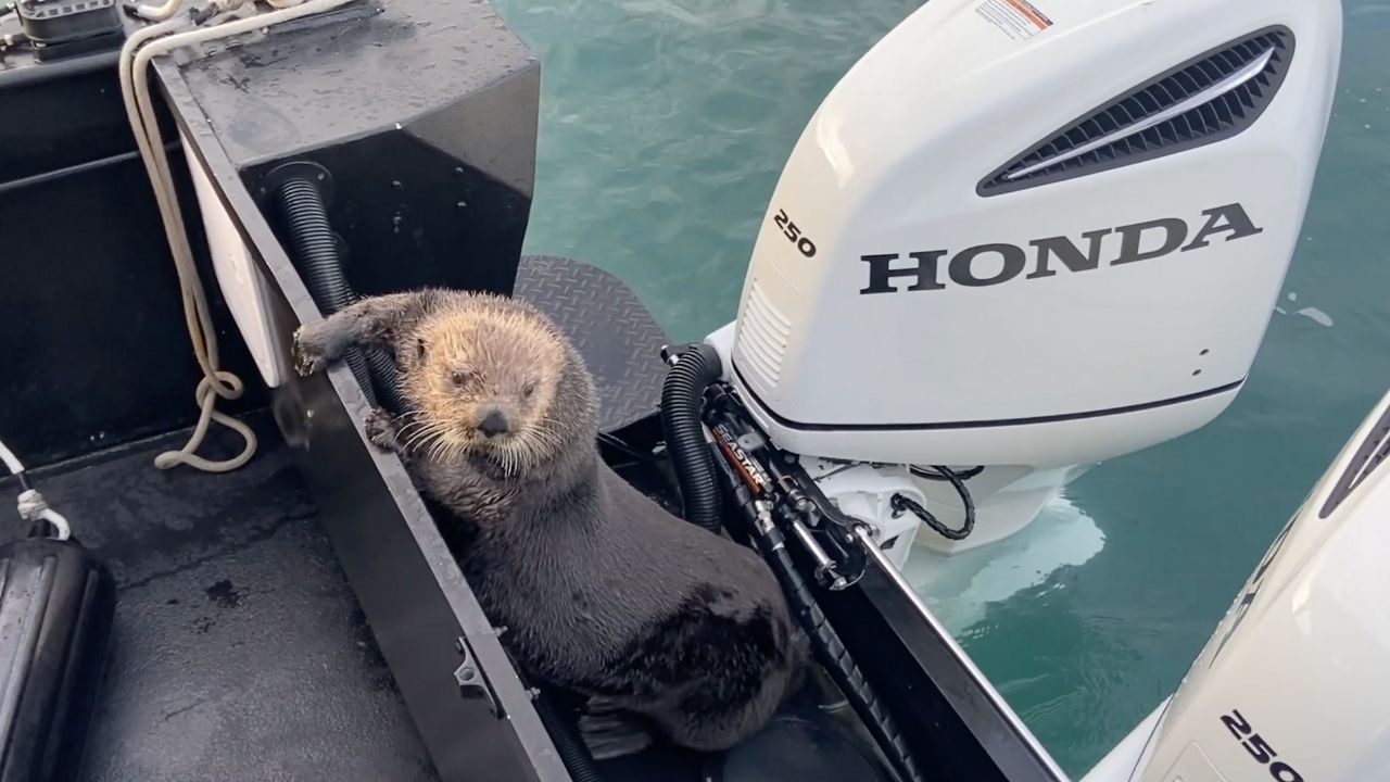 Otter jumps onto boat escaping orca with seconds to spare | Happily best of