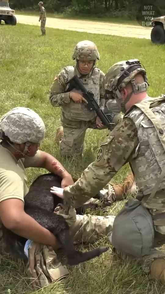 Fake military dogs