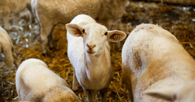 Barn animals follow bedtime routine
