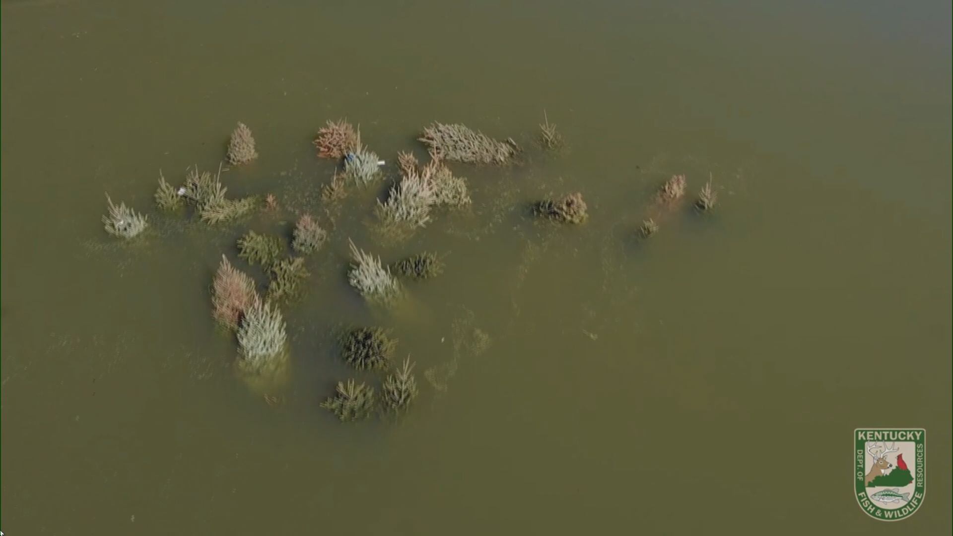 Tree recycling program to benefit Kentucky Fish and Wildlife