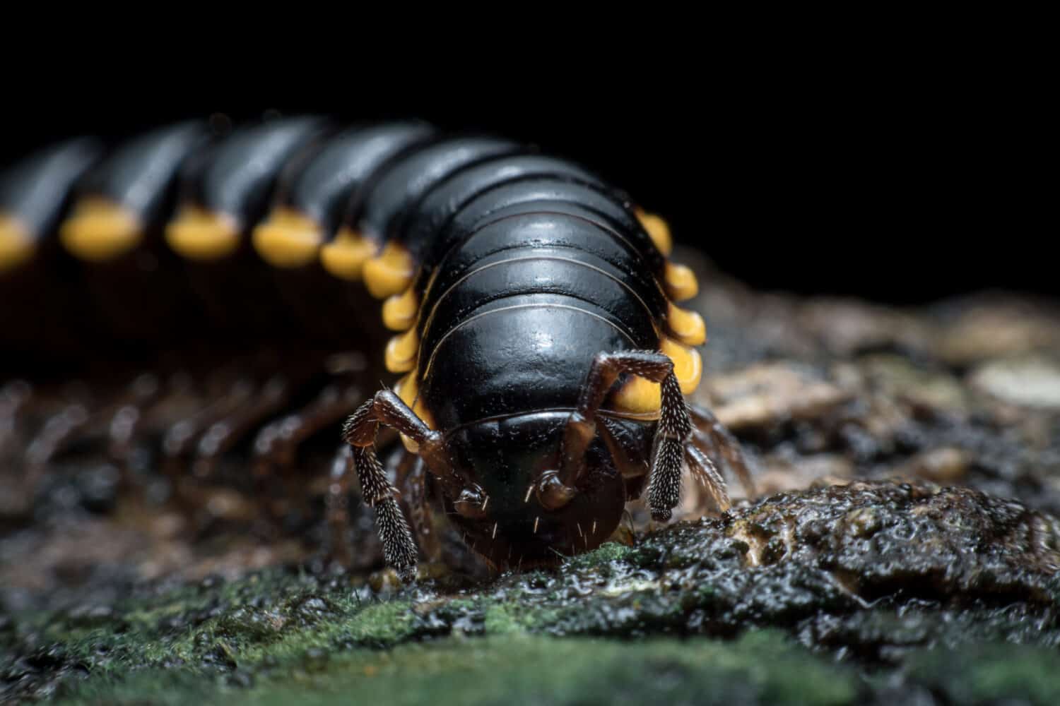 Should you be afraid of house centipedes?
