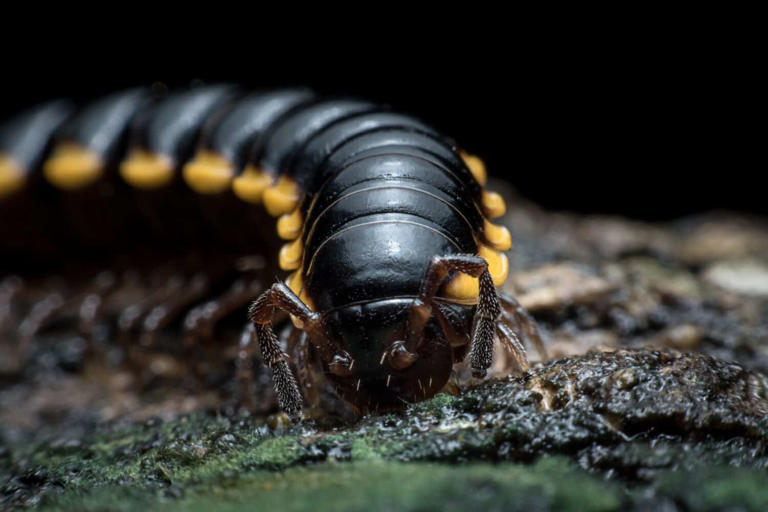 Should you be afraid of house centipedes?