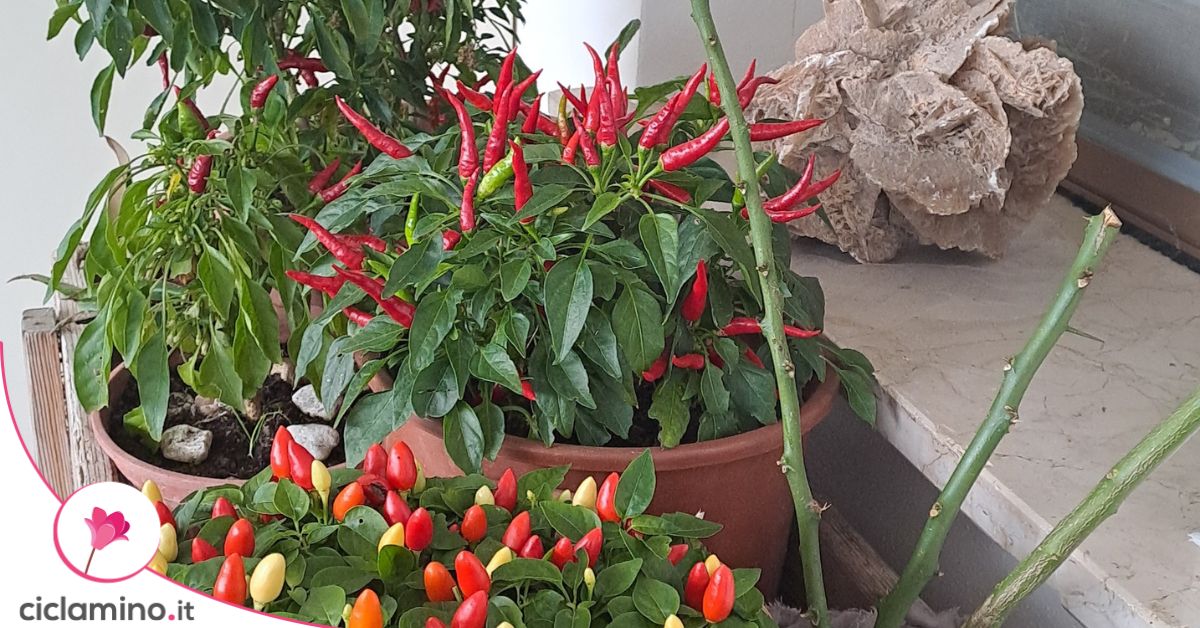Guida alla scala Scoville per coltivare peperoncini piccanti nel tuo orto