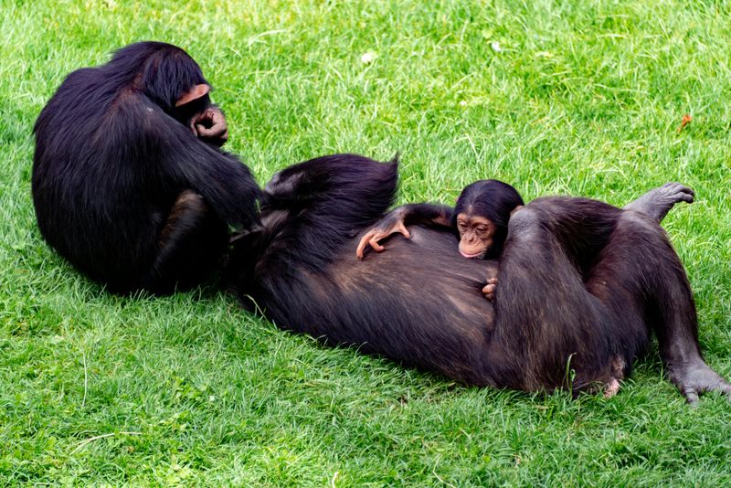 9 wild animals that have a sense of humour – yes, really