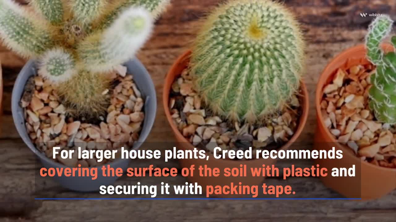 3 things you should know about moving plants to a new home
