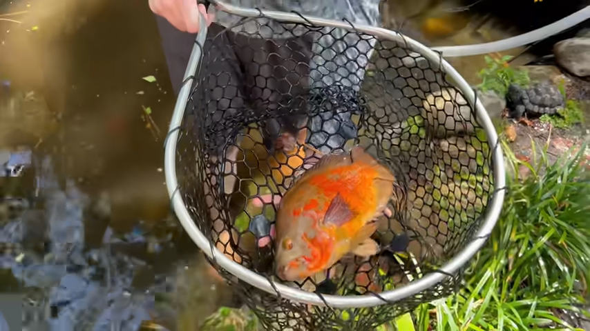 We drained this mud pond and found forgotten aquarium fish