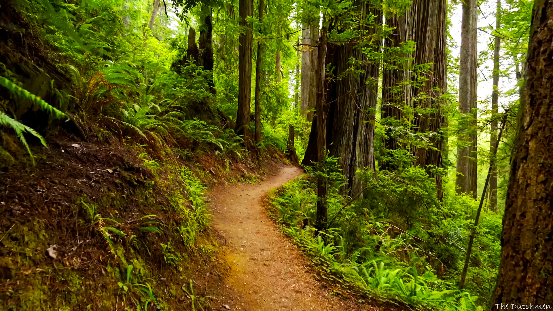 Redwood National Park: James Irvine Trail walk (4K)