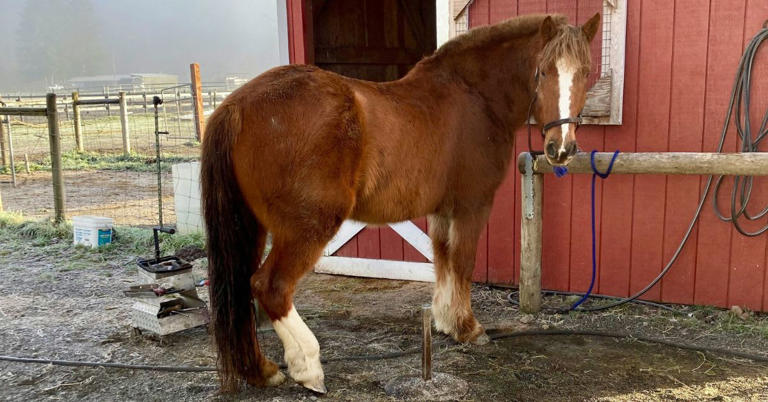 Barn animals follow bedtime routine