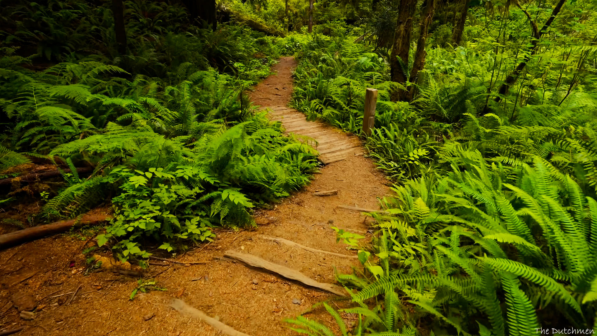 Redwood National Park: James Irvine Forest Trail (4K)
