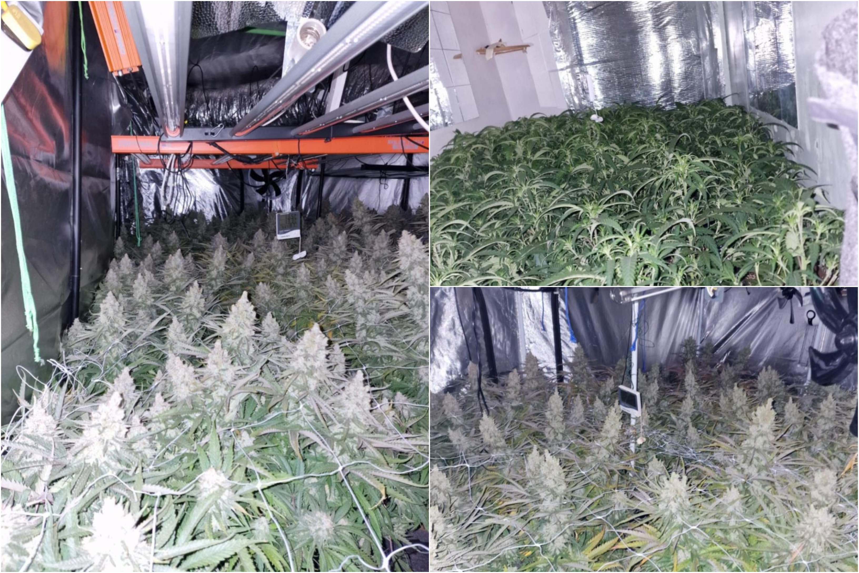 Cannabis farm with 500 plants worth around £400,000 discovered at ...