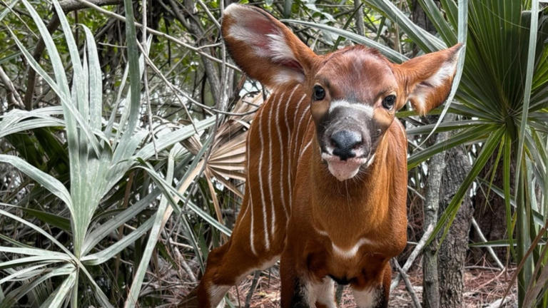 Brevard Zoo invites the public to name adorable newborn baby bongo
