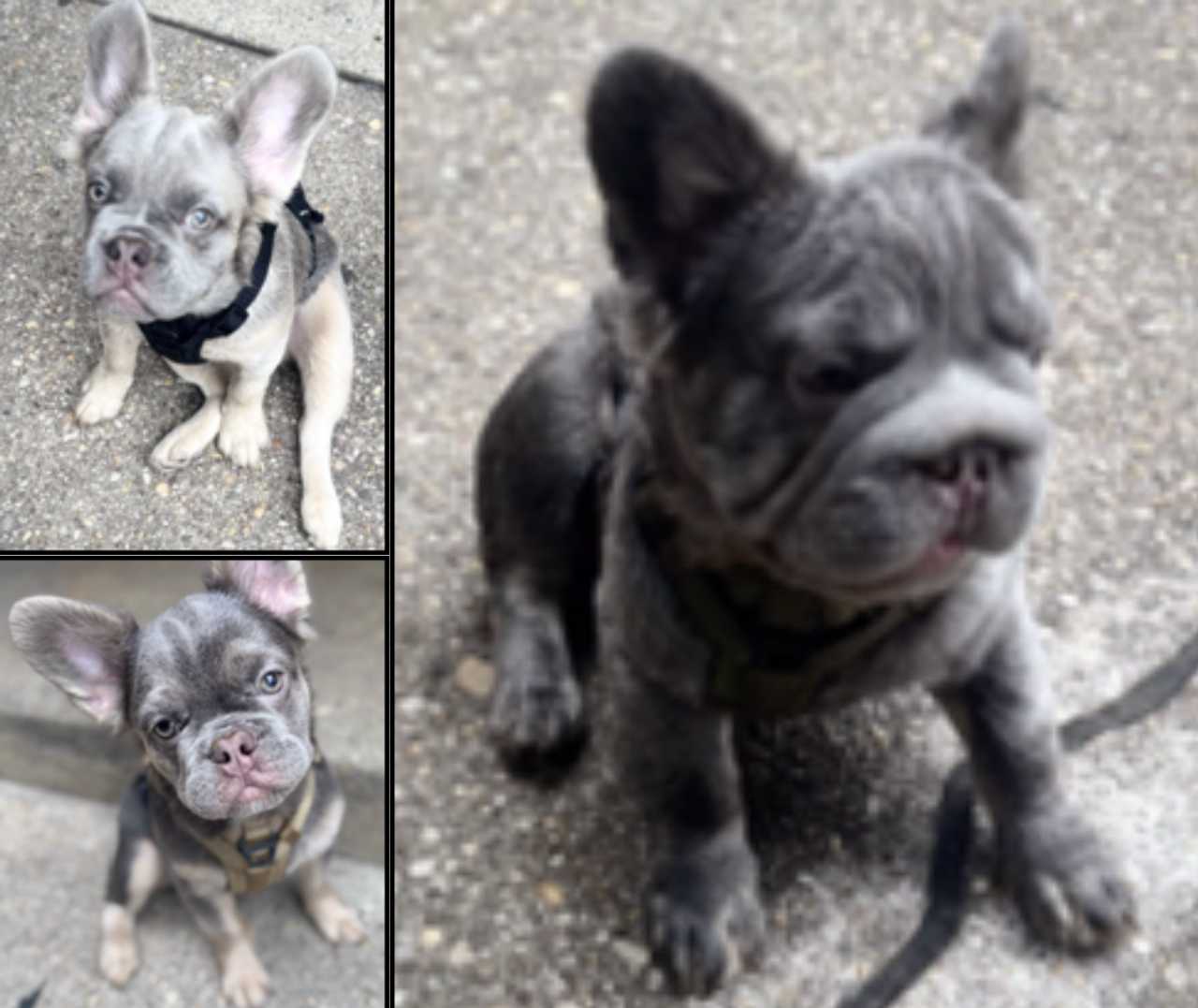 Puppy heist: Armed thieves steal French bulldogs during DC home invasion