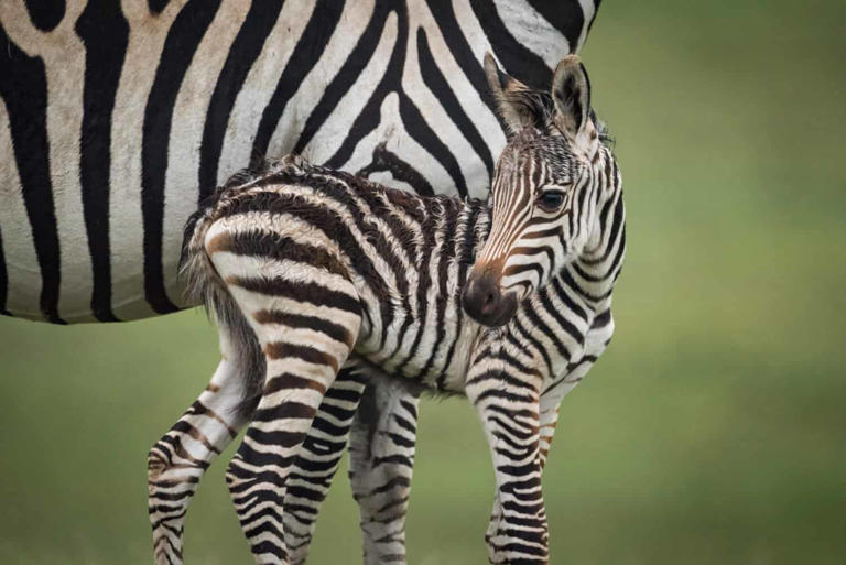 Born ready to run: Animals whose babies walk minutes after birth