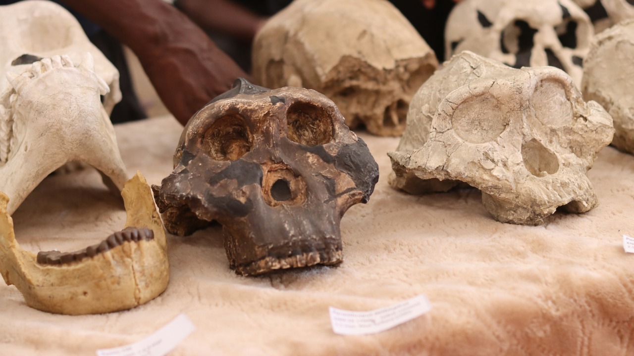 A 6,000-year megadrought likely erased hobbit-like humans