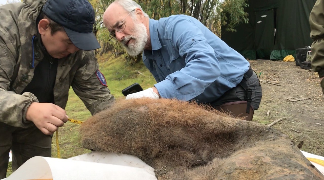 Scientists extract new secrets of the woolly mammoth
