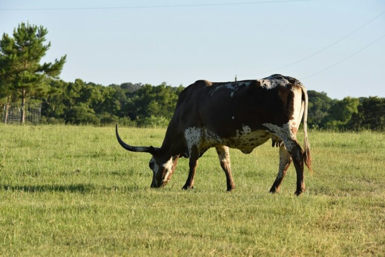 15 common questions people ask if you're from Texas