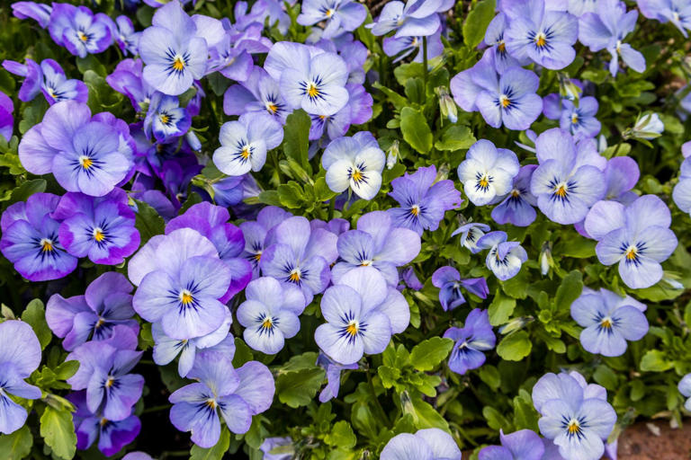 Think gardening season ends in December? These cold-weather beauties ...