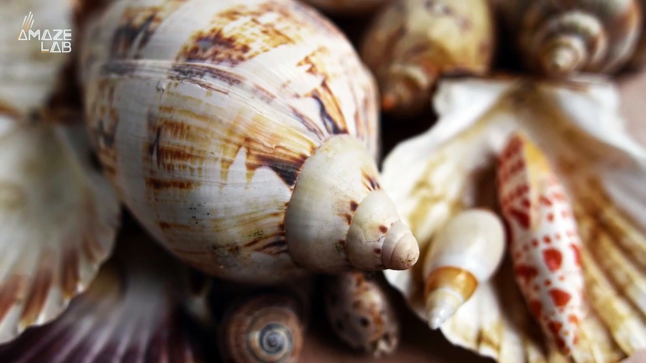 A mysterious line in the sea is quietly organizing marine life