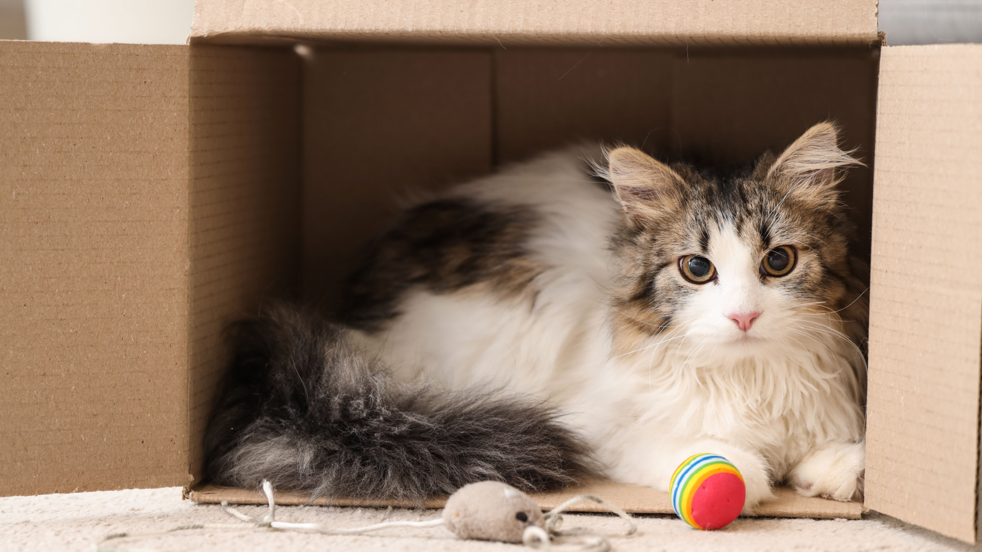 Why cats hide toys where you’ll definitely find them