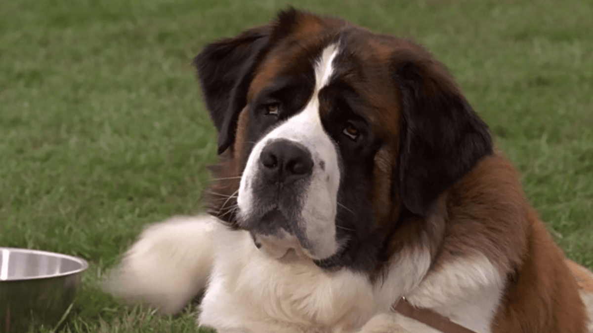 These behaviors may indicate that a dog knows it is going to die