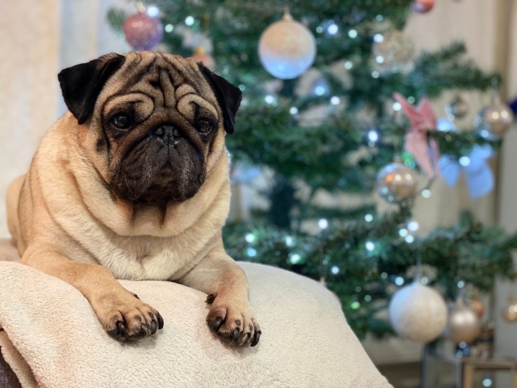 Pug ambushes Christmas tree train set like she's the fun police