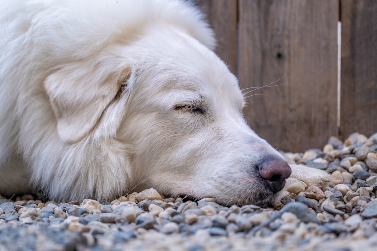 Great Pyrenees’ tantrum after ‘graveyard shift’ proves working dogs are ...