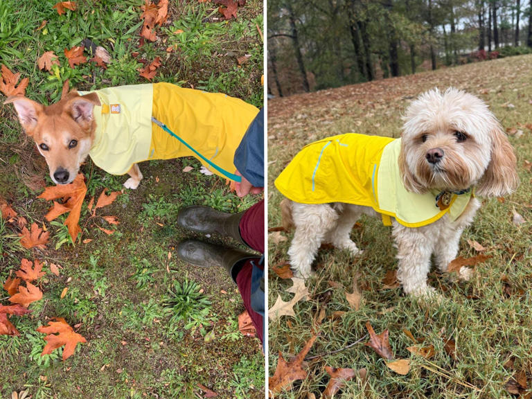 The best dog raincoats, from lightweight jackets to insulated vests for ...