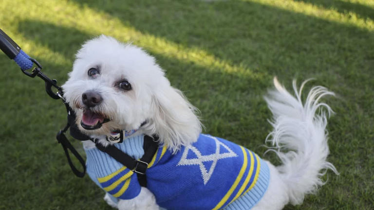 In Clearwater, Hanukkah celebration comes with heightened security