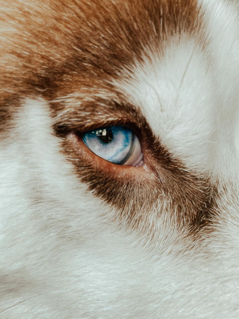 It can be dangerous – 8 animals you should never look directly in the eyes