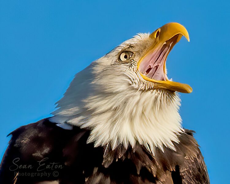 15 interesting facts about the bald eagle