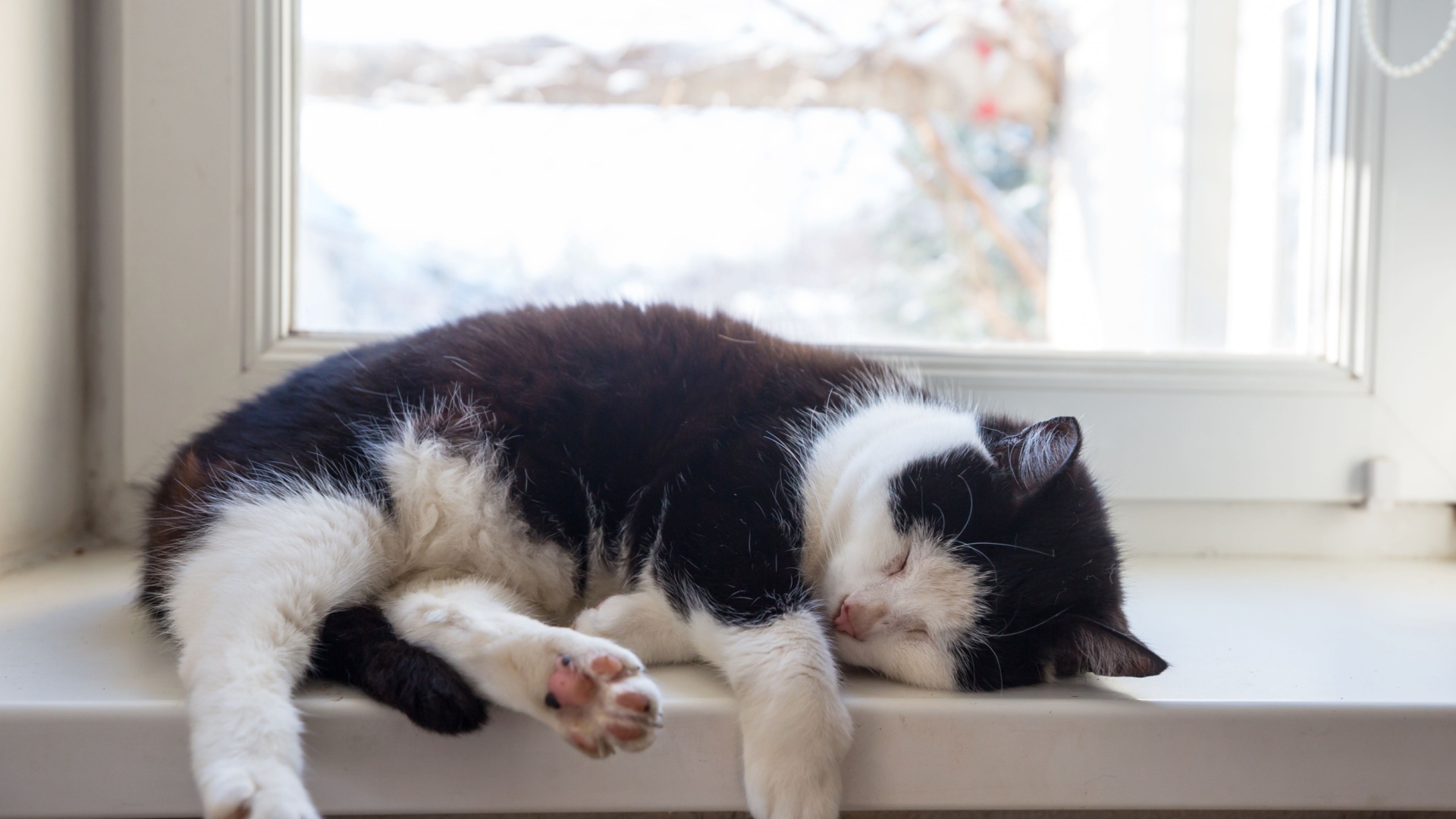 Reasons why your cat may be sleeping more than usual