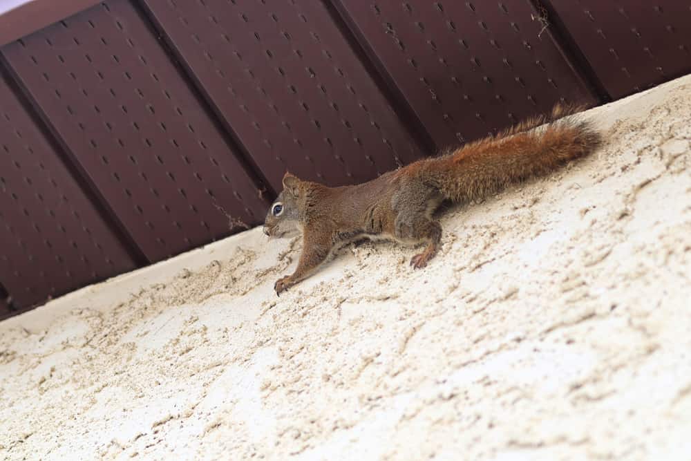 Signs that squirrels have invaded your attic