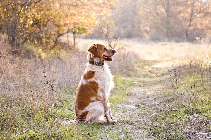 These 7 sweet mid-sized dog breeds are the Goldilocks of love