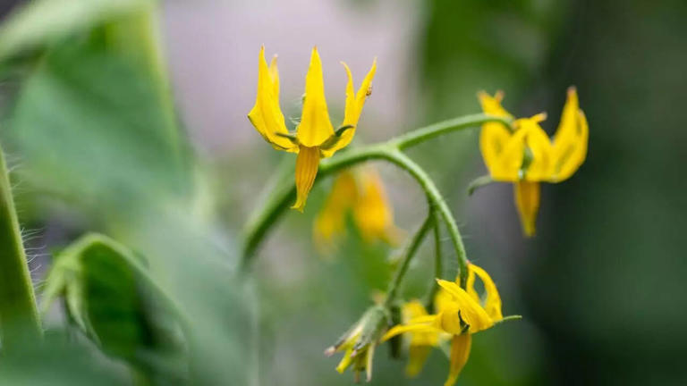 10 edible Indian flowers that have been part of traditional cooking for ...