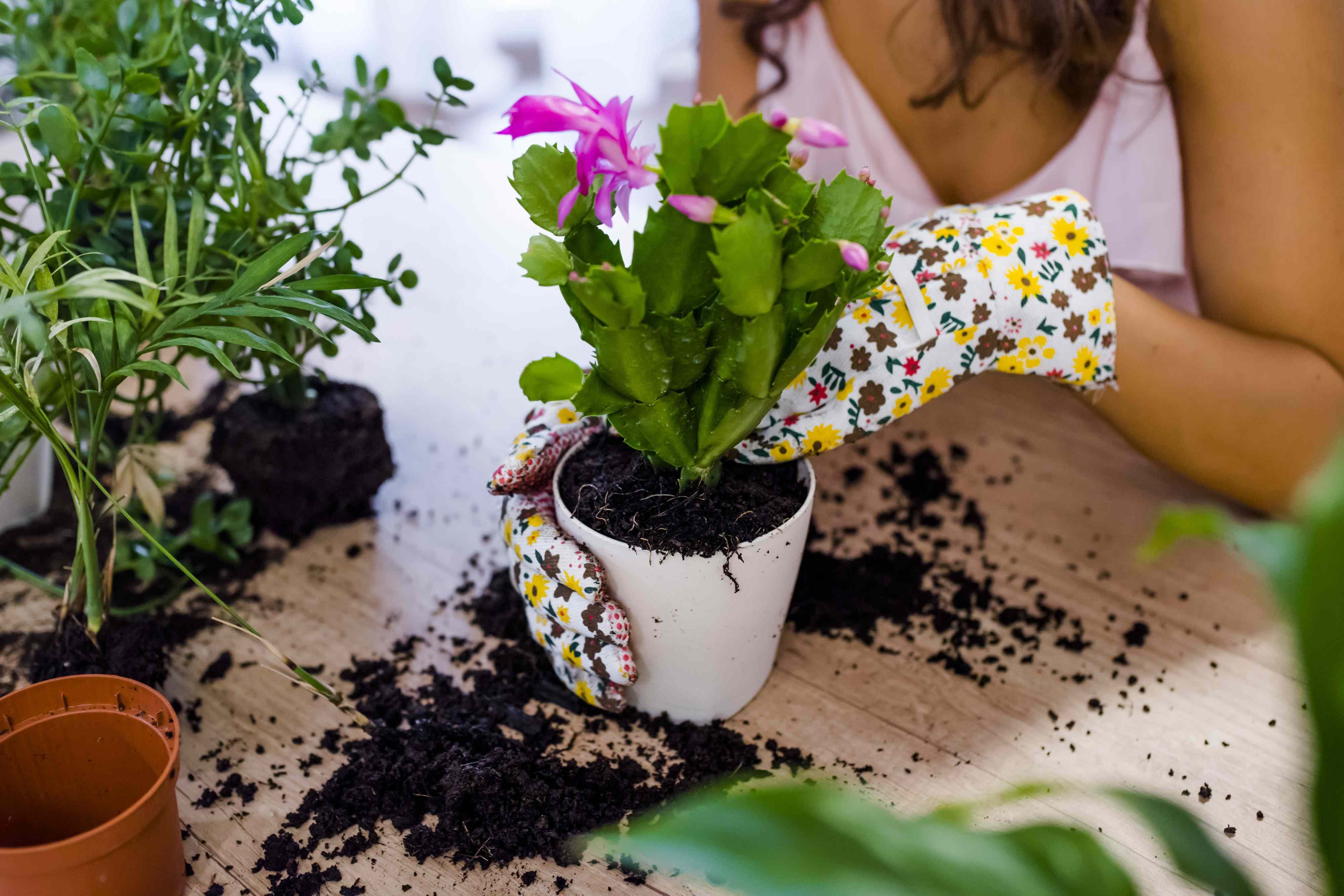 5 easy steps for repotting your Christmas cactus without damaging it