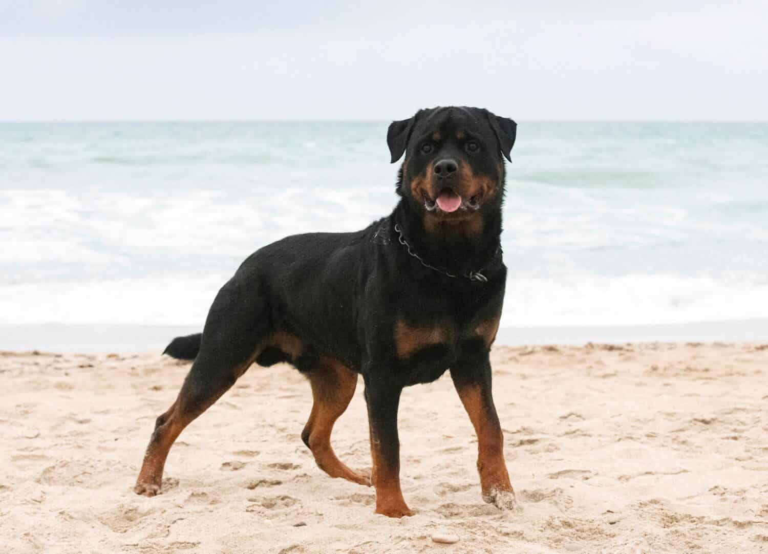 12 reasons Rottweilers are one of the best guard dogs you can own