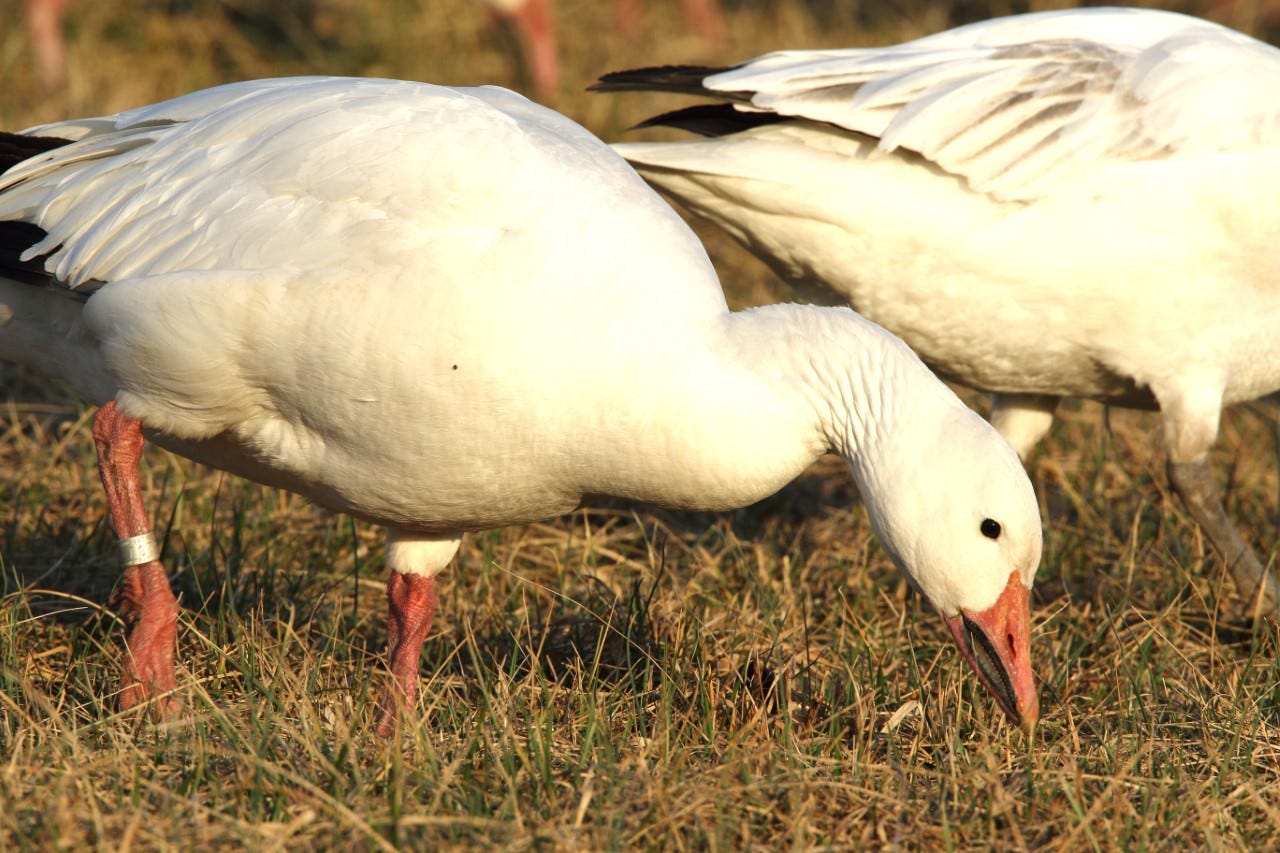 About 400 dead snow geese found in eastern Pennsylvania quarry