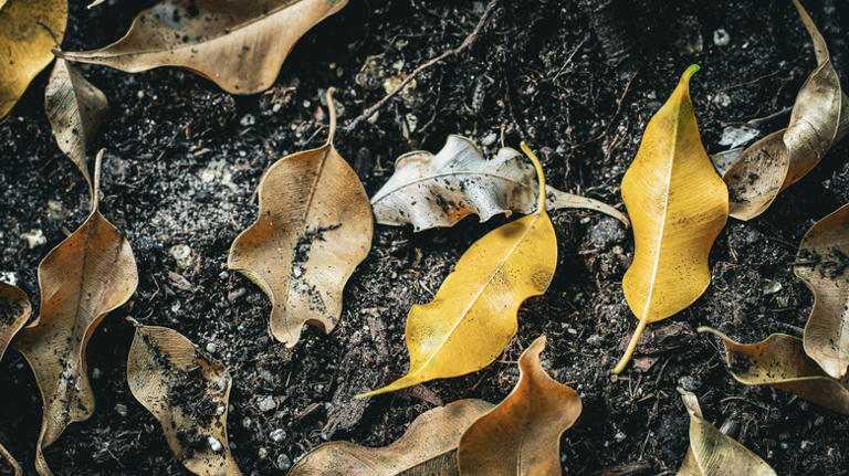 Avoid weeds growing in perennials with a method that plant lovers will ...