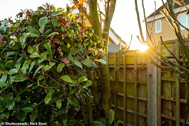 Can I stop neighbour removing my fence to build their extension? Dean ...
