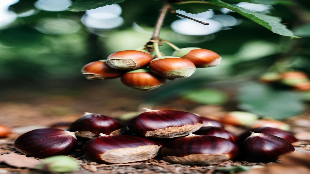 Chestnuts vs. hazelnuts: Which nut is healthier for you? Experts break ...