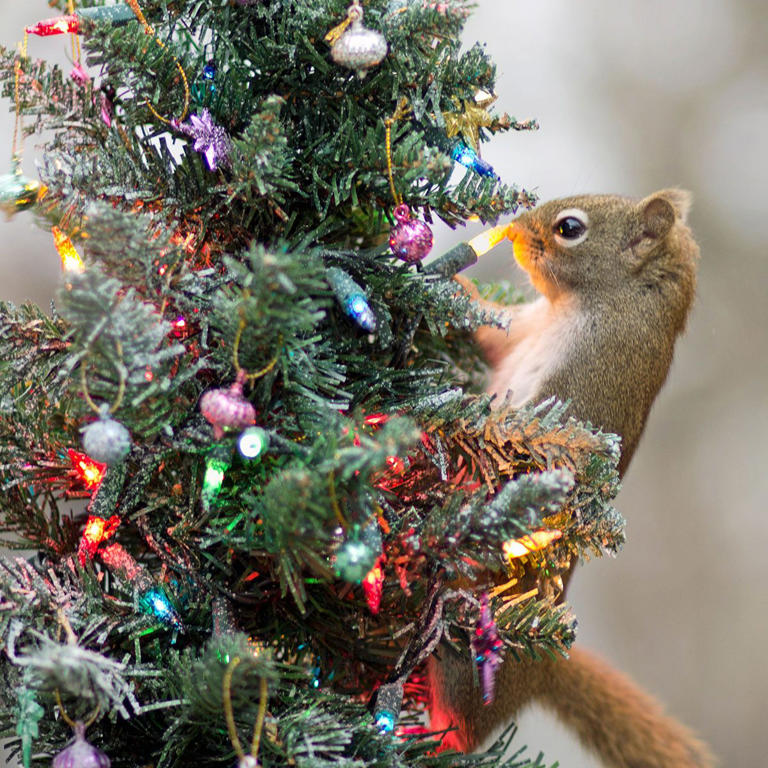 Here’s why animals keep eating your holiday decorations
