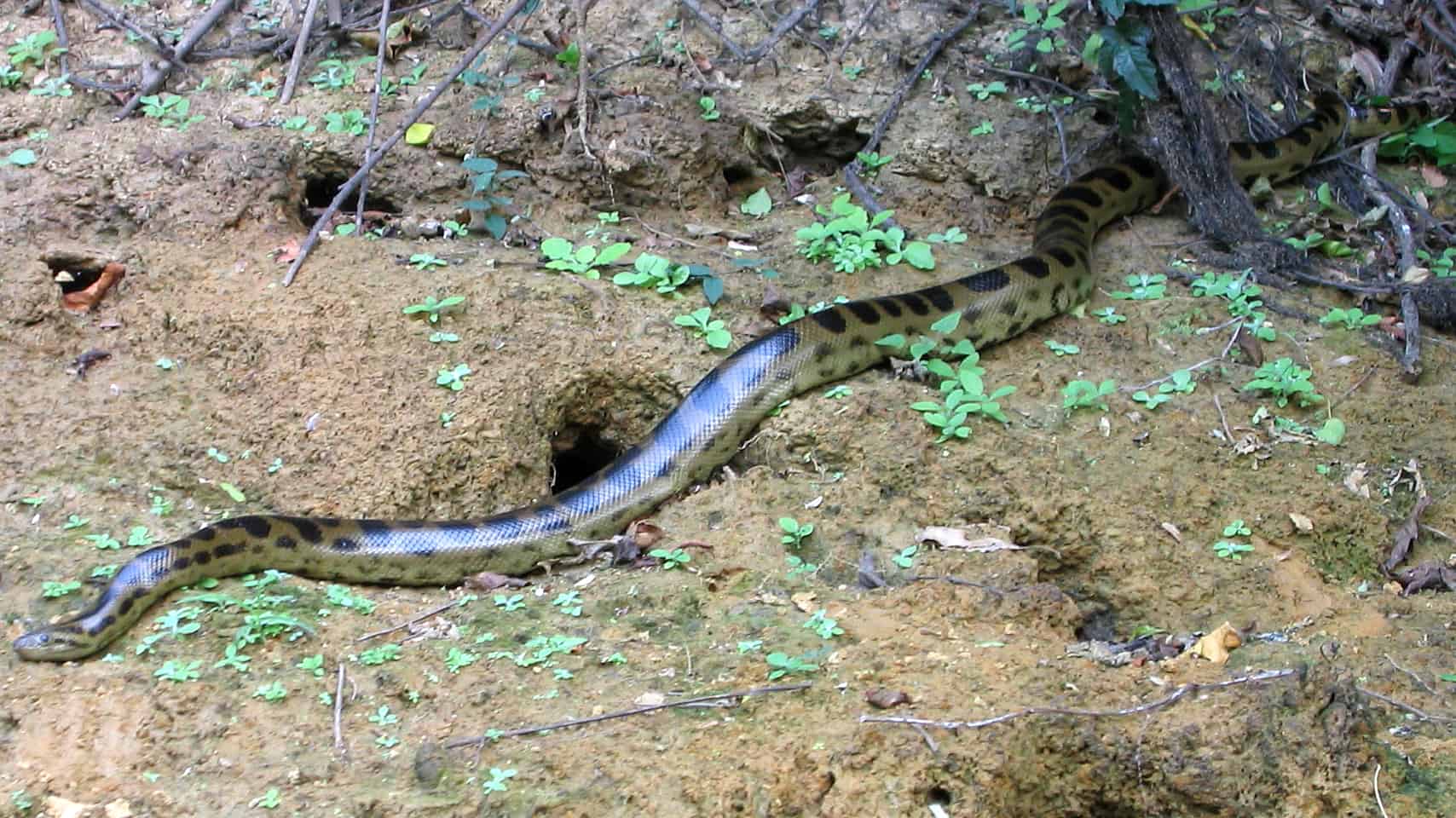 The longest snake on Earth can reach 33 feet