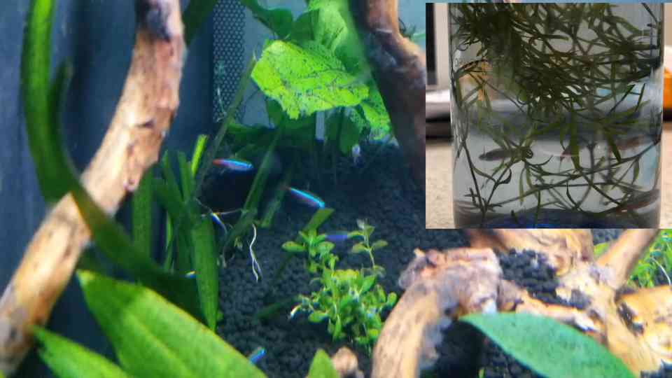 Tetra care tips that keep your fish healthy and thriving