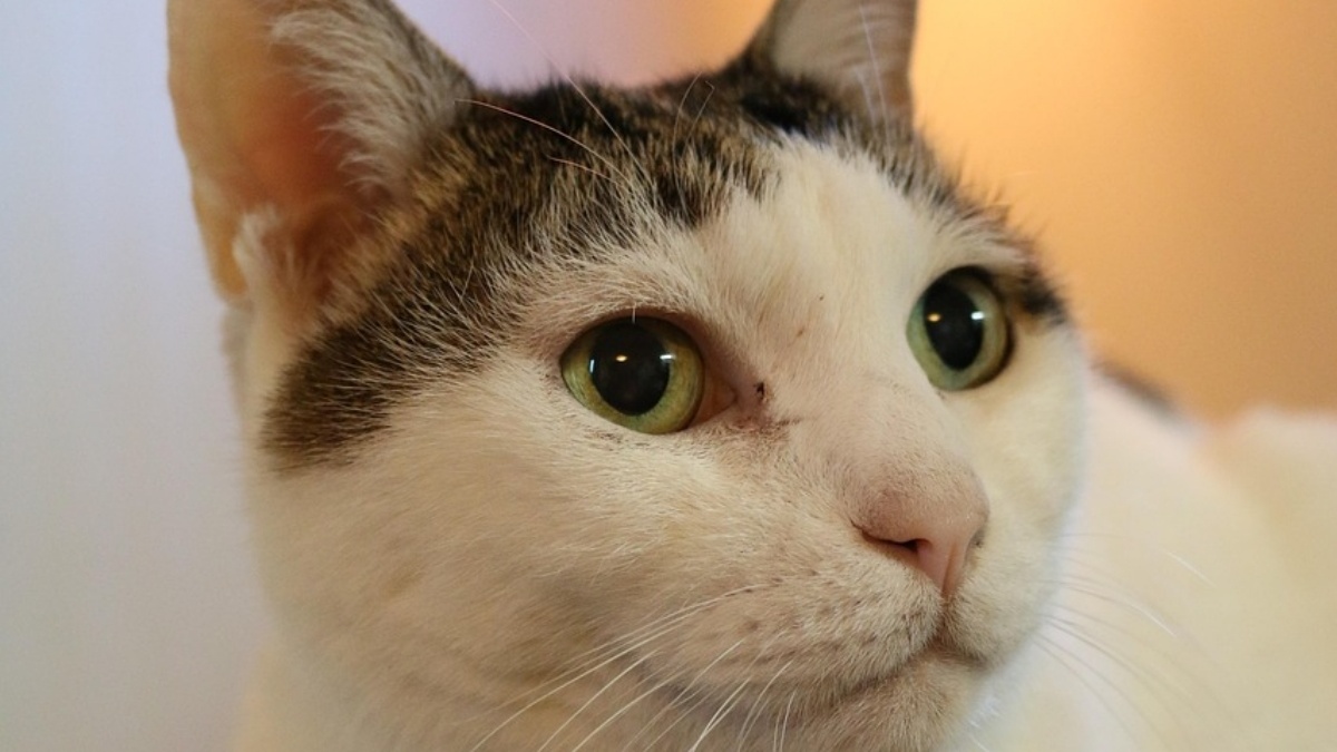 This is how the mind of cats works: these 7 simple points explain it