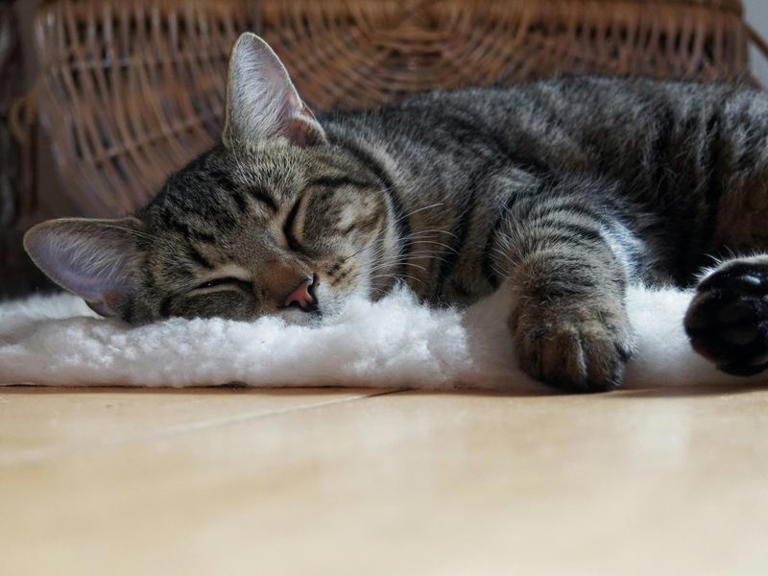 Reasons why your cat may be sleeping more than usual