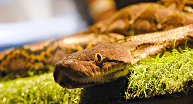 7 snake myths that have spread for years but aren’t accurate