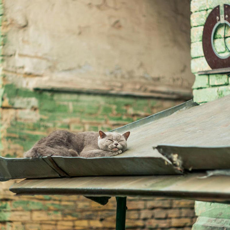 Reasons why your cat may be sleeping more than usual