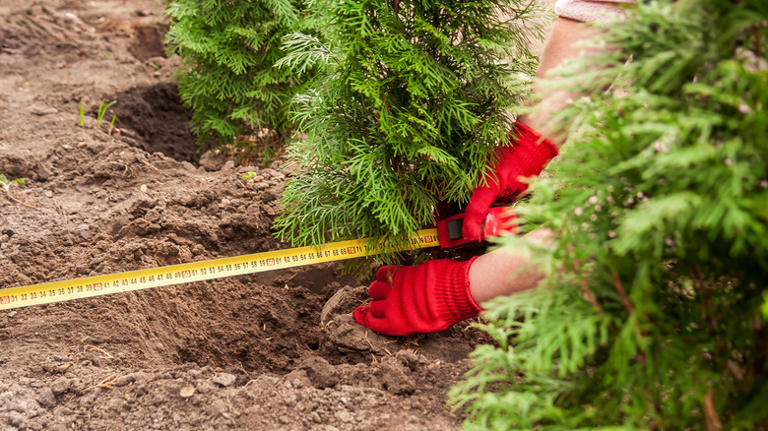 Avoid weeds growing in perennials with a method that plant lovers will ...